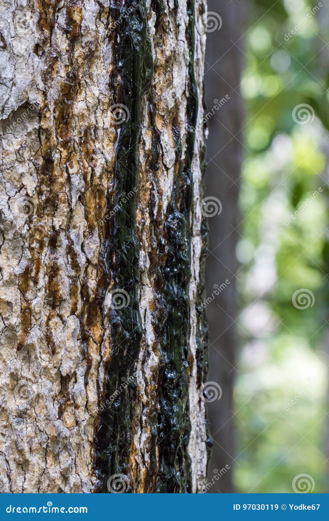 Image of a Tree with a Black Rubber Flowing. Stock Image - Image of ...