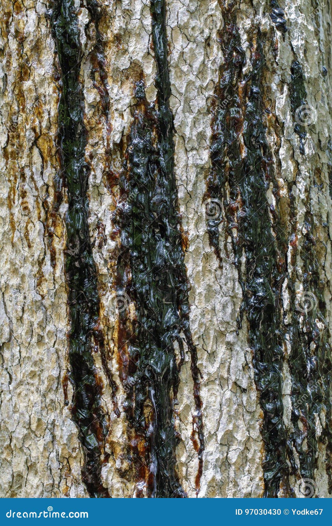 Image of a Tree with a Black Rubber Flowing. Stock Photo - Image of ...