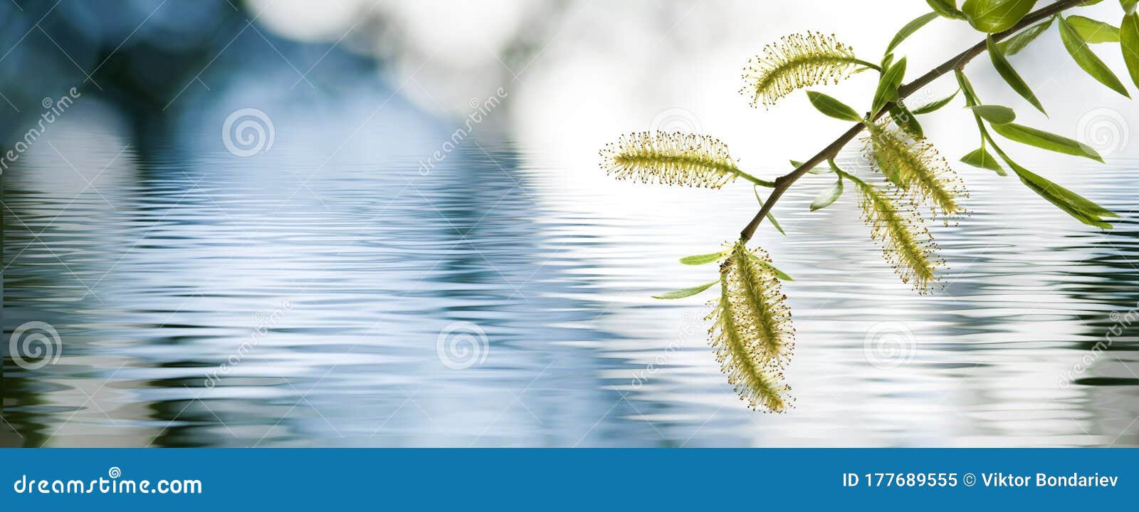 Tree Branch Above the Water Stock Image - Image of park, ecosystem ...