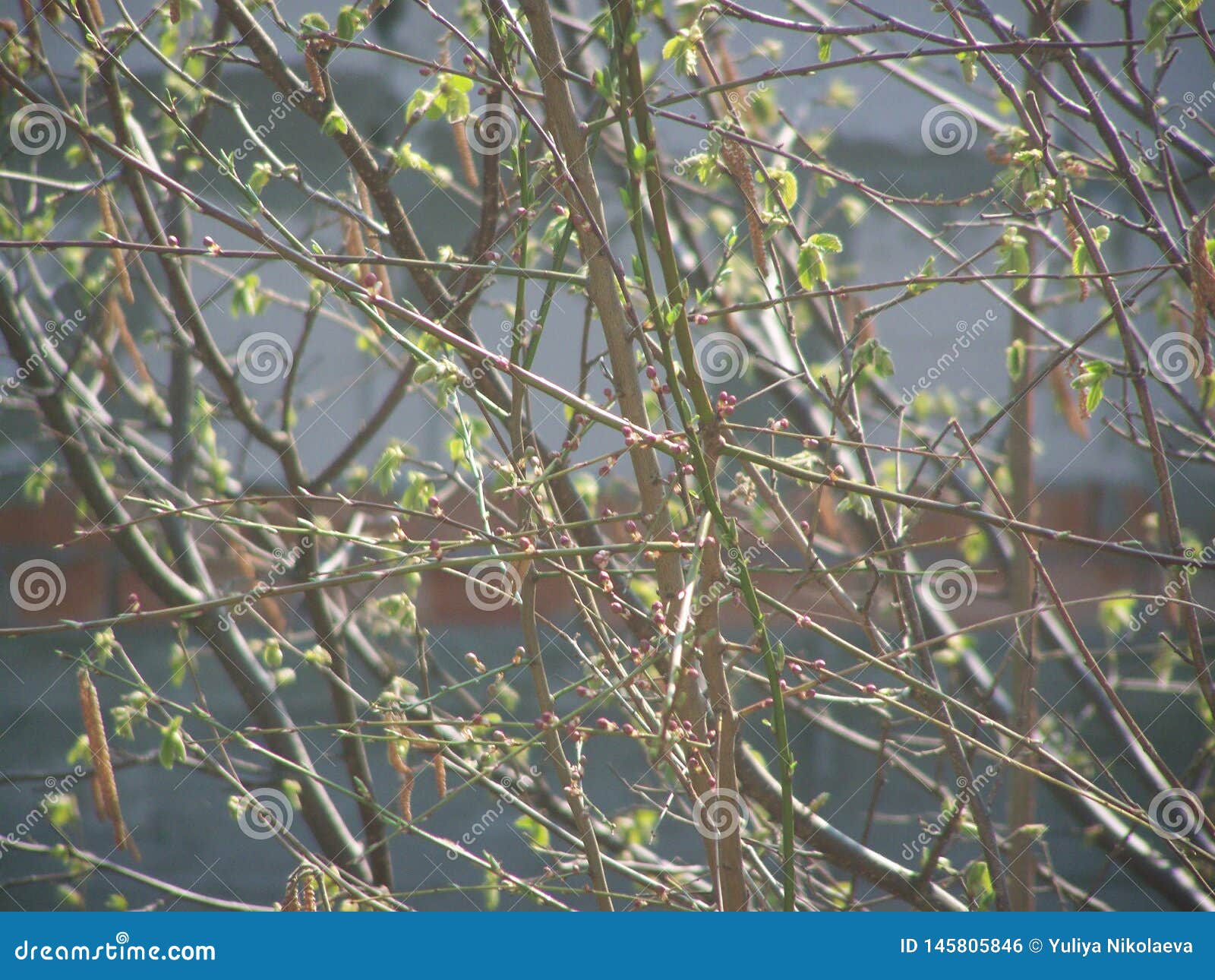 The Image of a Tree Branch Leaves. Natural Composition Stock Photo ...