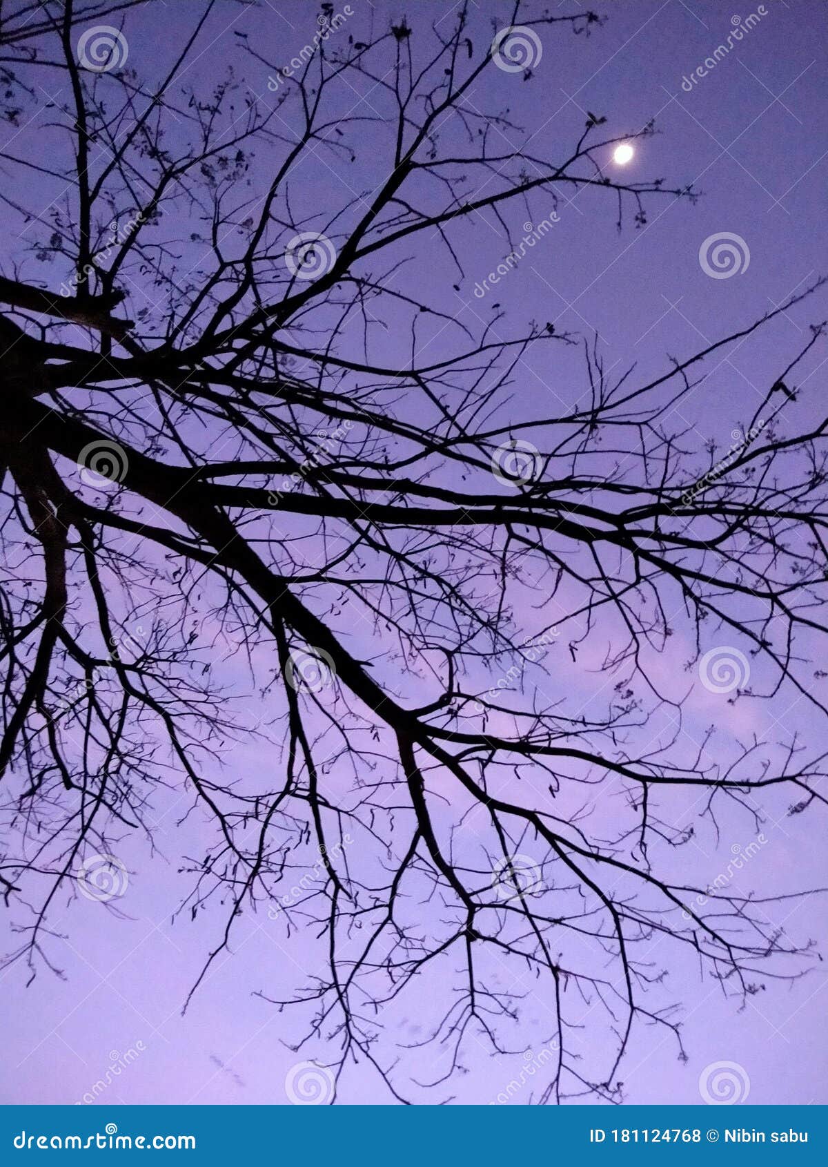 Image of a Tree Branch at a Night Stock Photo - Image of branch, twig ...