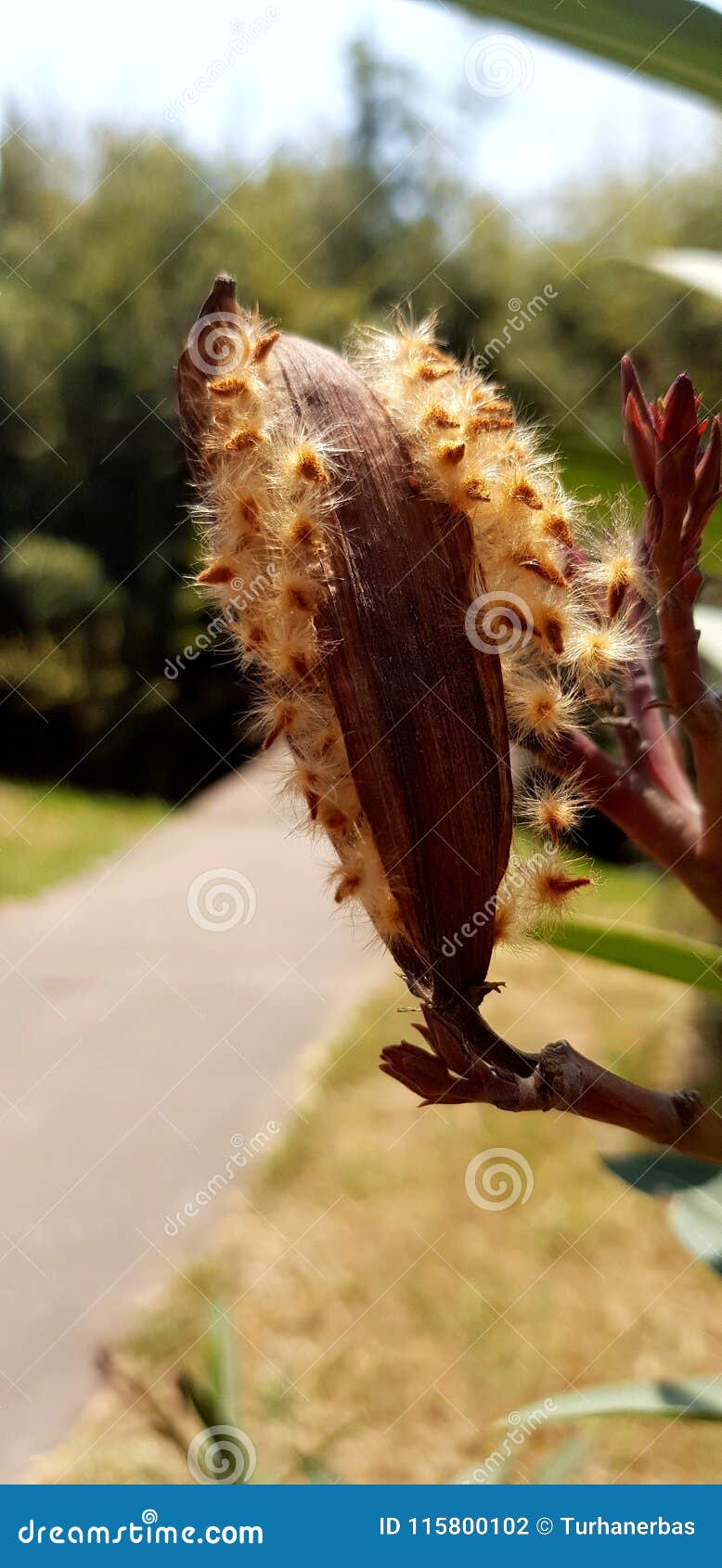 Image of tree flower seed stock photo. Image of needle - 115800102