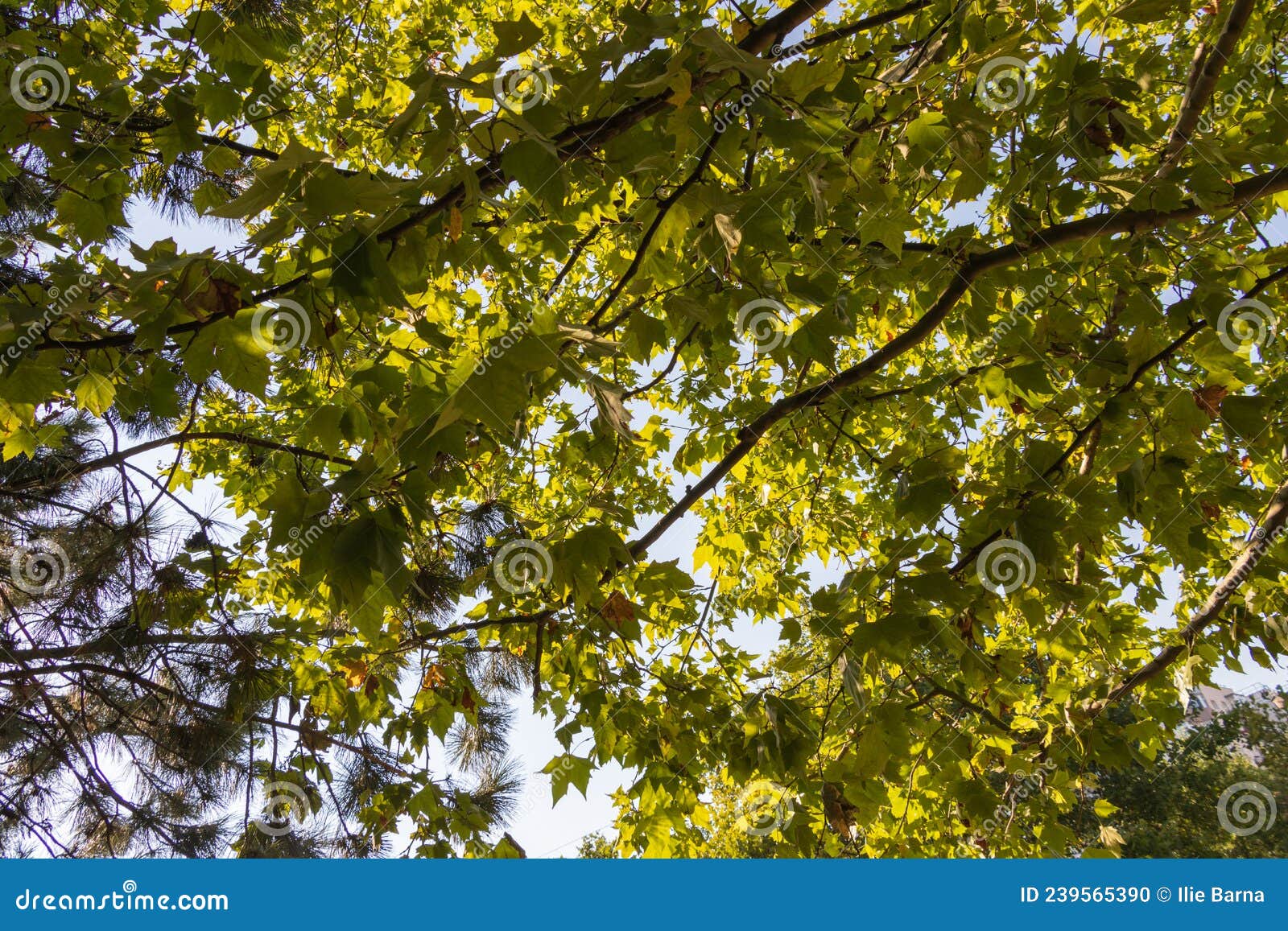 Image of Tree Leaf S Getting Hit by Sunlight Showcasing the Sunlight ...