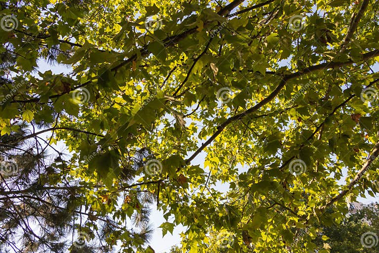 Image of Tree Leaf S Getting Hit by Sunlight Showcasing the Sunlight ...