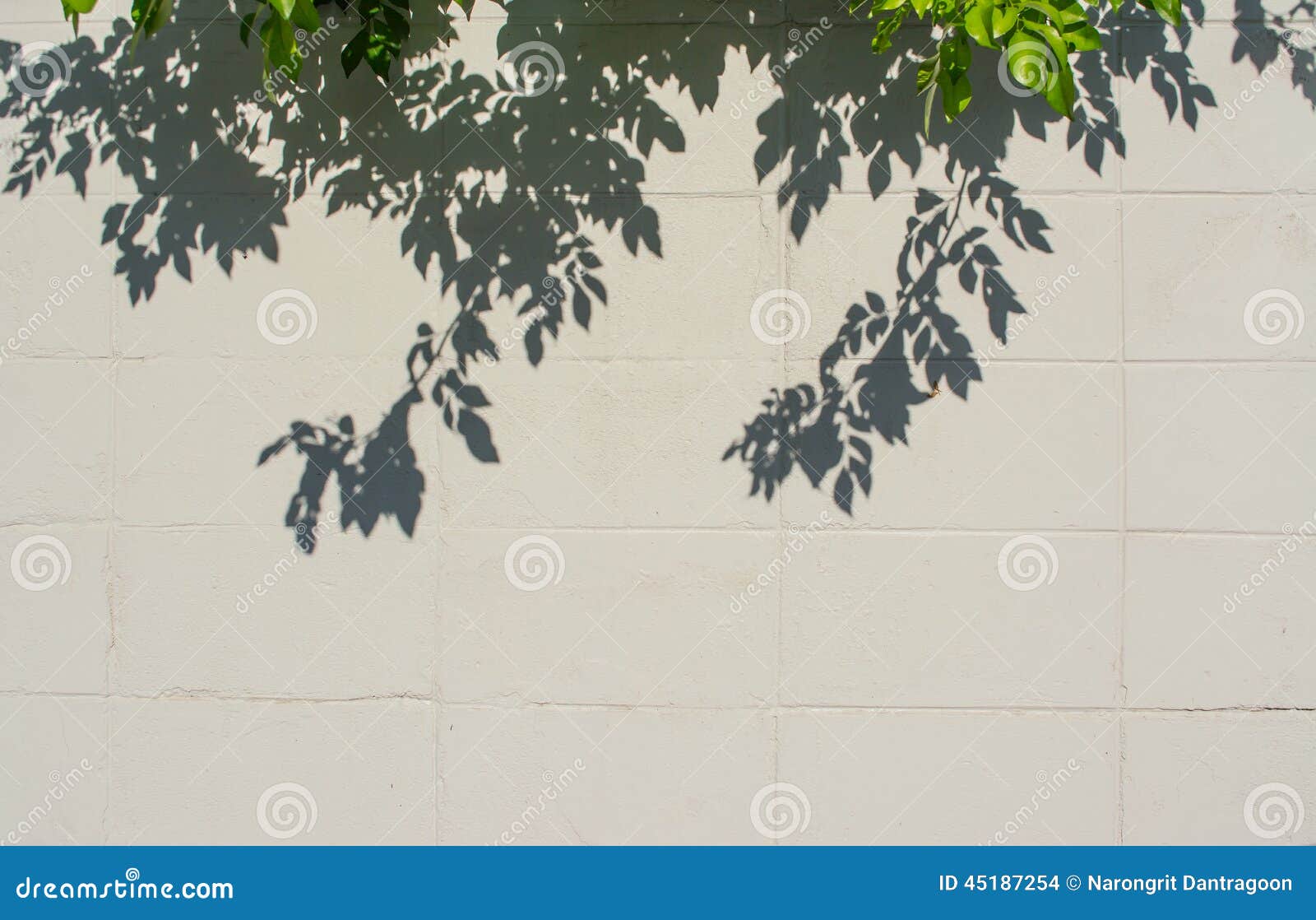 Image of Tree Leaf Shadow on Wall Stock Photo - Image of white, nature ...