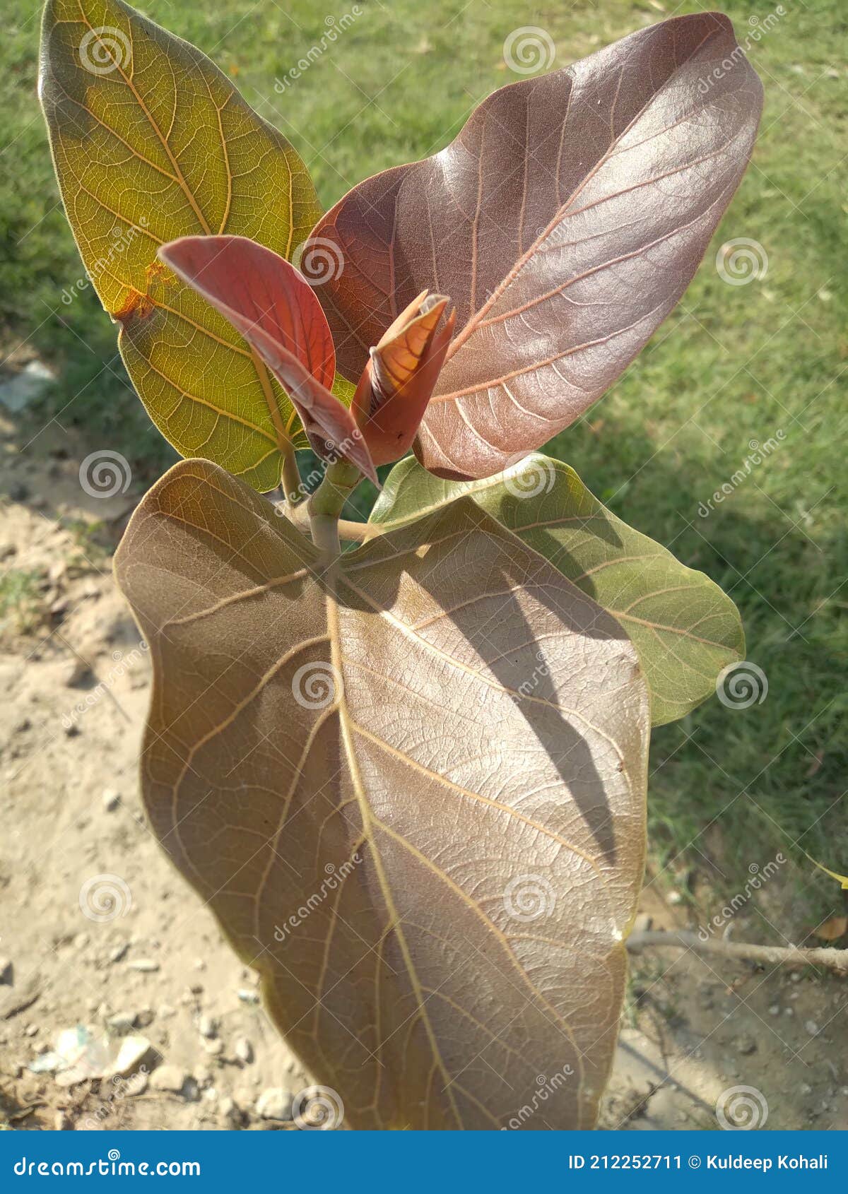 Image of tree leave stock image. Image of leave, tree - 212252711