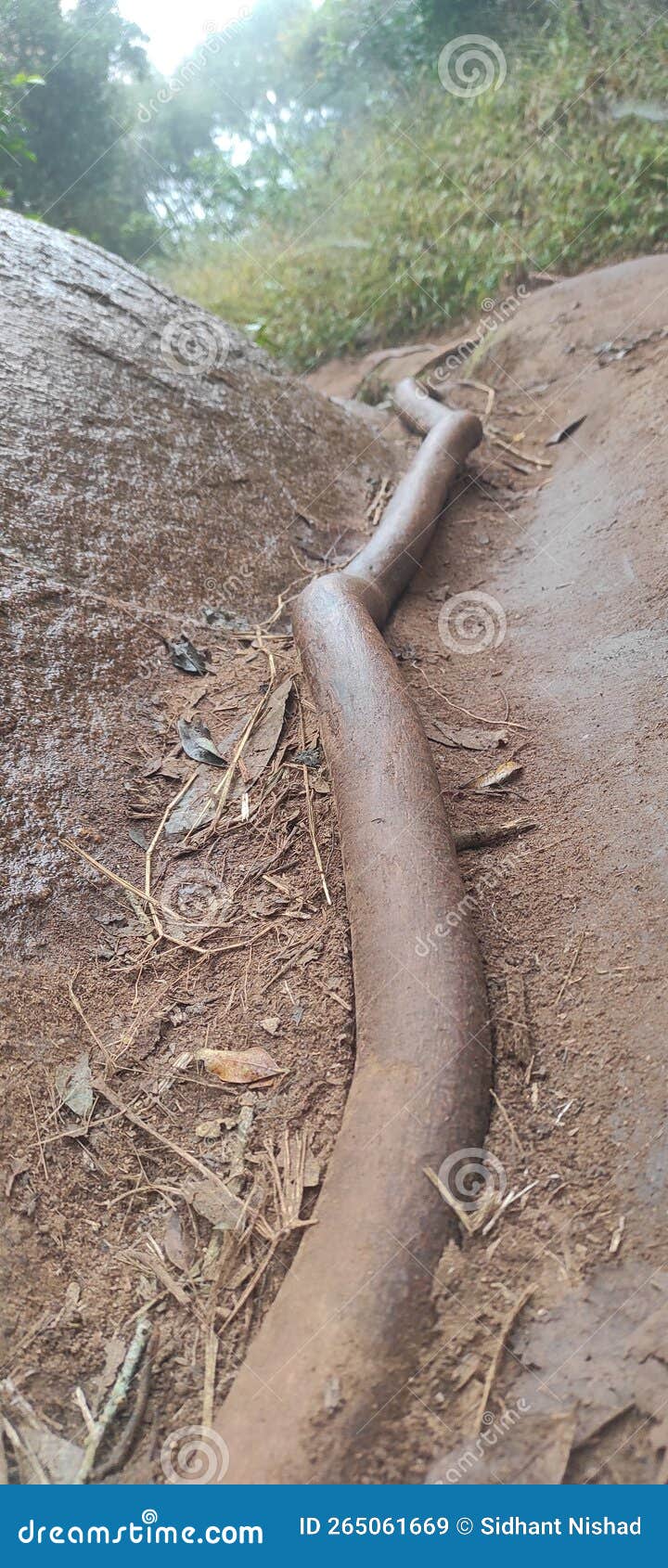 Image of Tree Root on Brown Soil Stock Image - Image of tree, soil ...