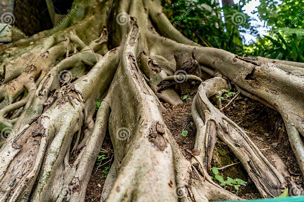 Tree root web stock photo. Image of life, trunk, wood - 116404448