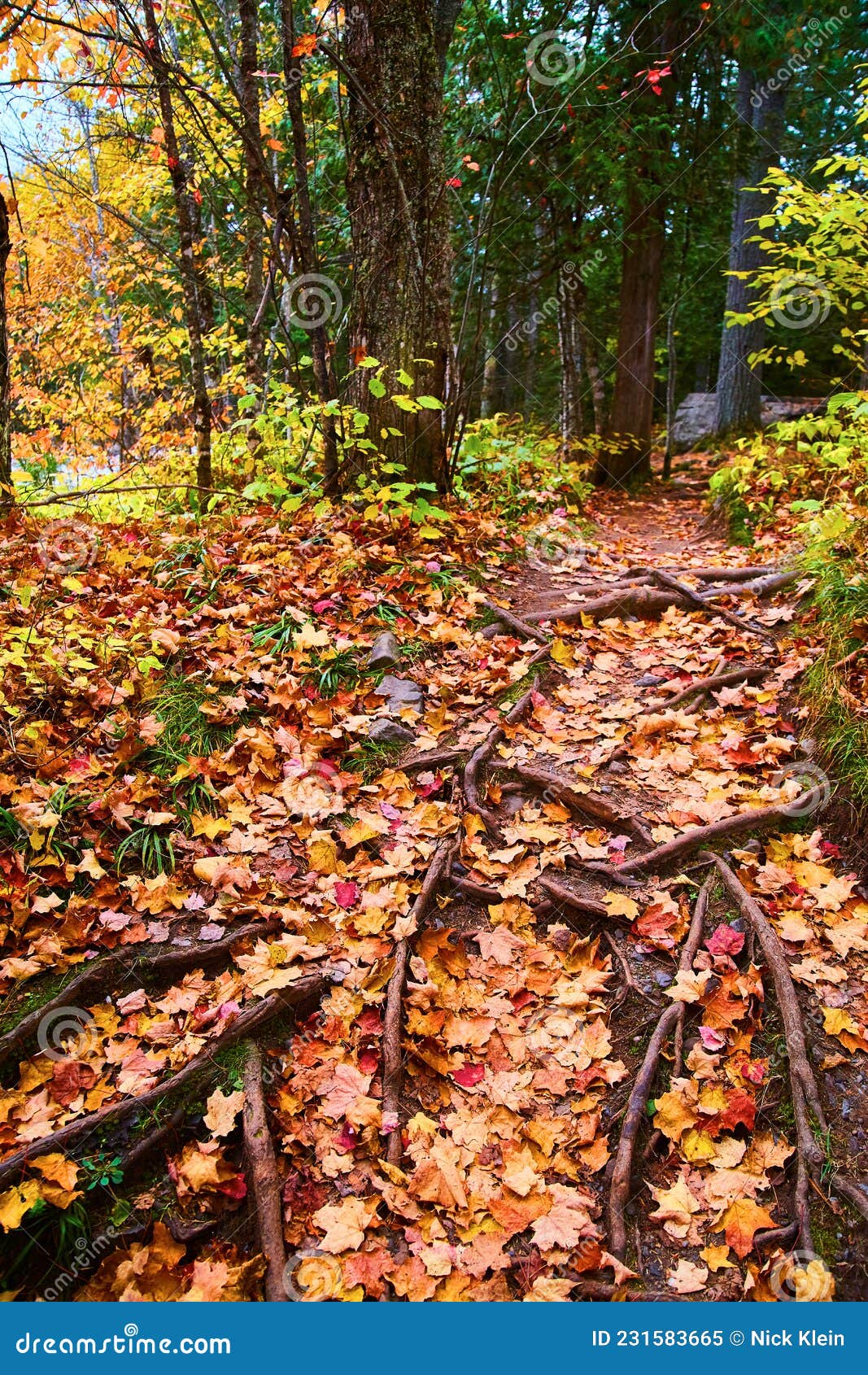 Tree Roots and Fall Leaves in a Forest of Green Stock Image - Image of ...