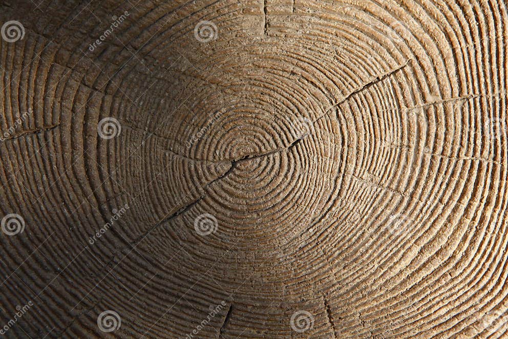 Image of Tree Stub Background Stock Photo - Image of hardwood, rough ...