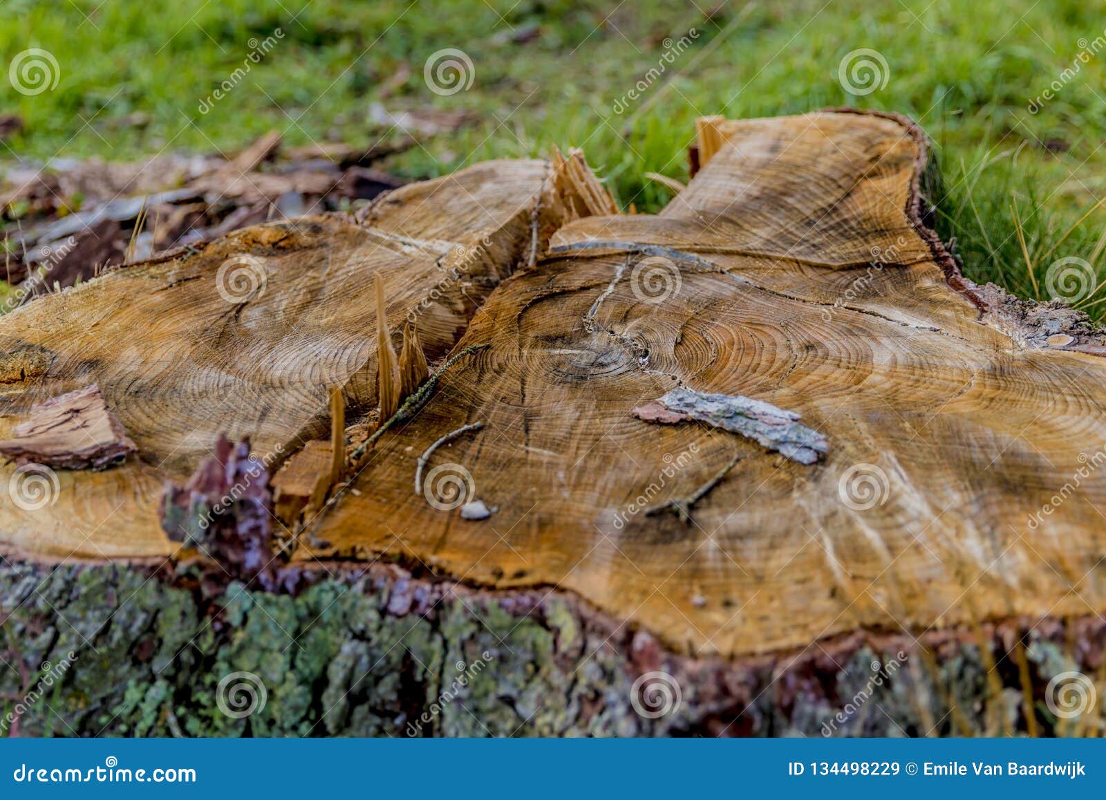 Image of a Tree Stump from a Top View Stock Image - Image of cold ...