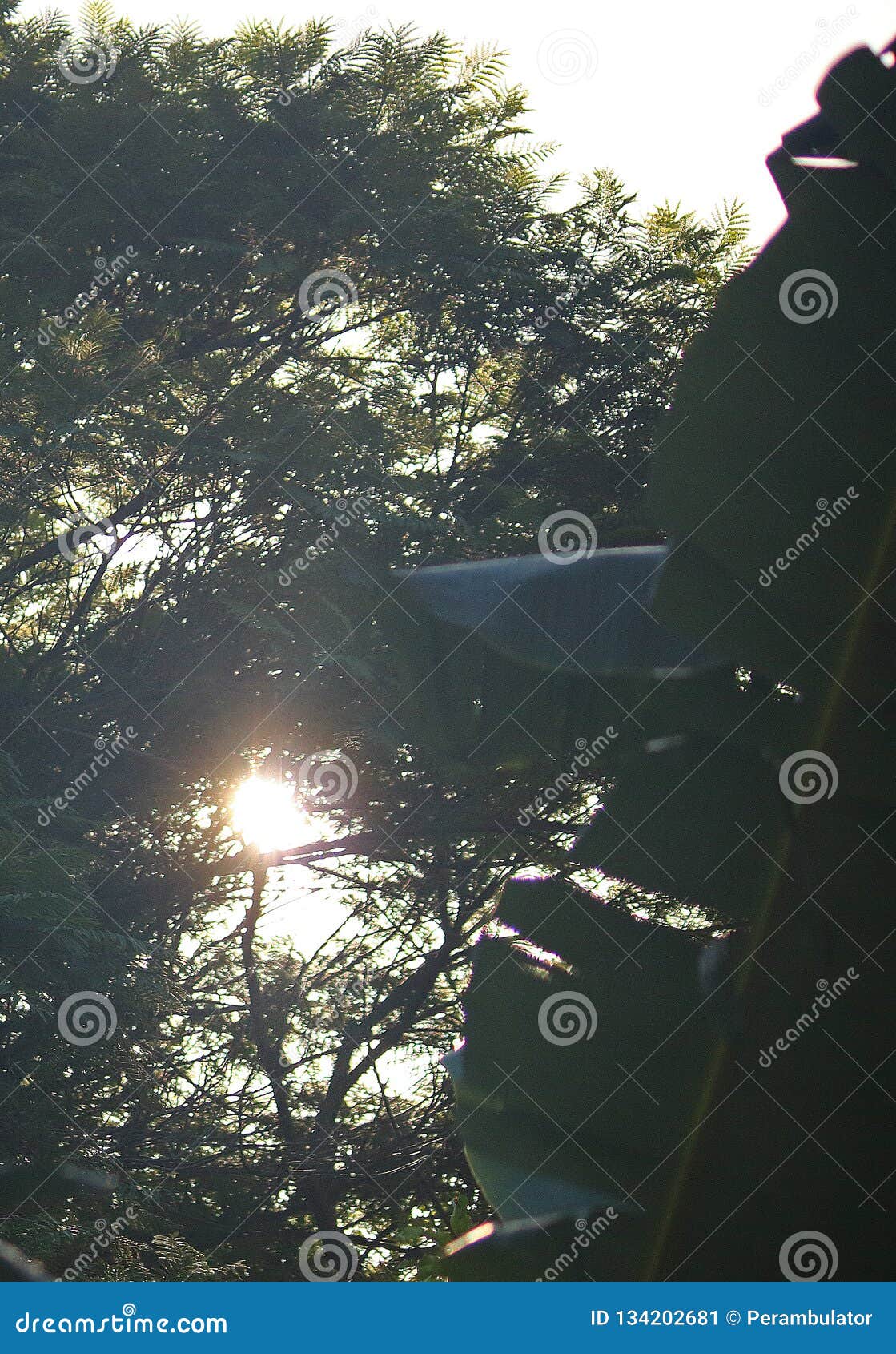 SUN GLEAMING through the BRANCHES of a TREE Stock Image - Image of ...