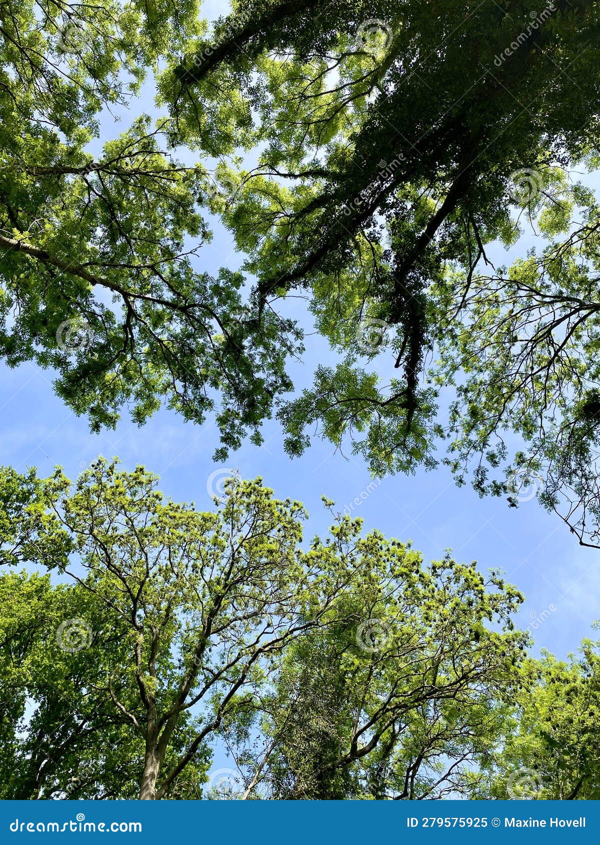 Tree canopy over forest stock image. Image of england - 279575925