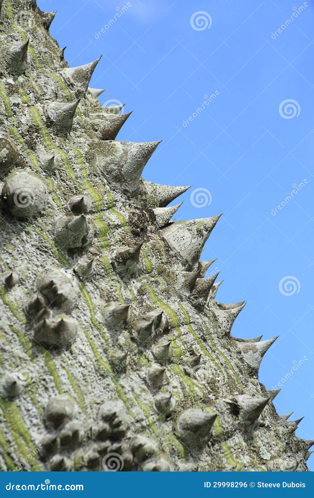 Sharp Thorns Lining the Bark of a Tree Stock Photo - Image of trunk ...