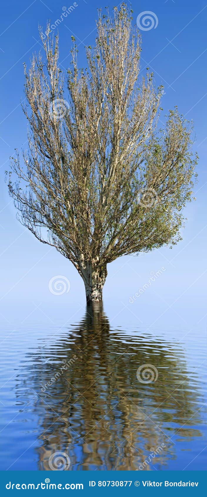 Image of Tree Water Background Close-up Stock Image - Image of flood ...