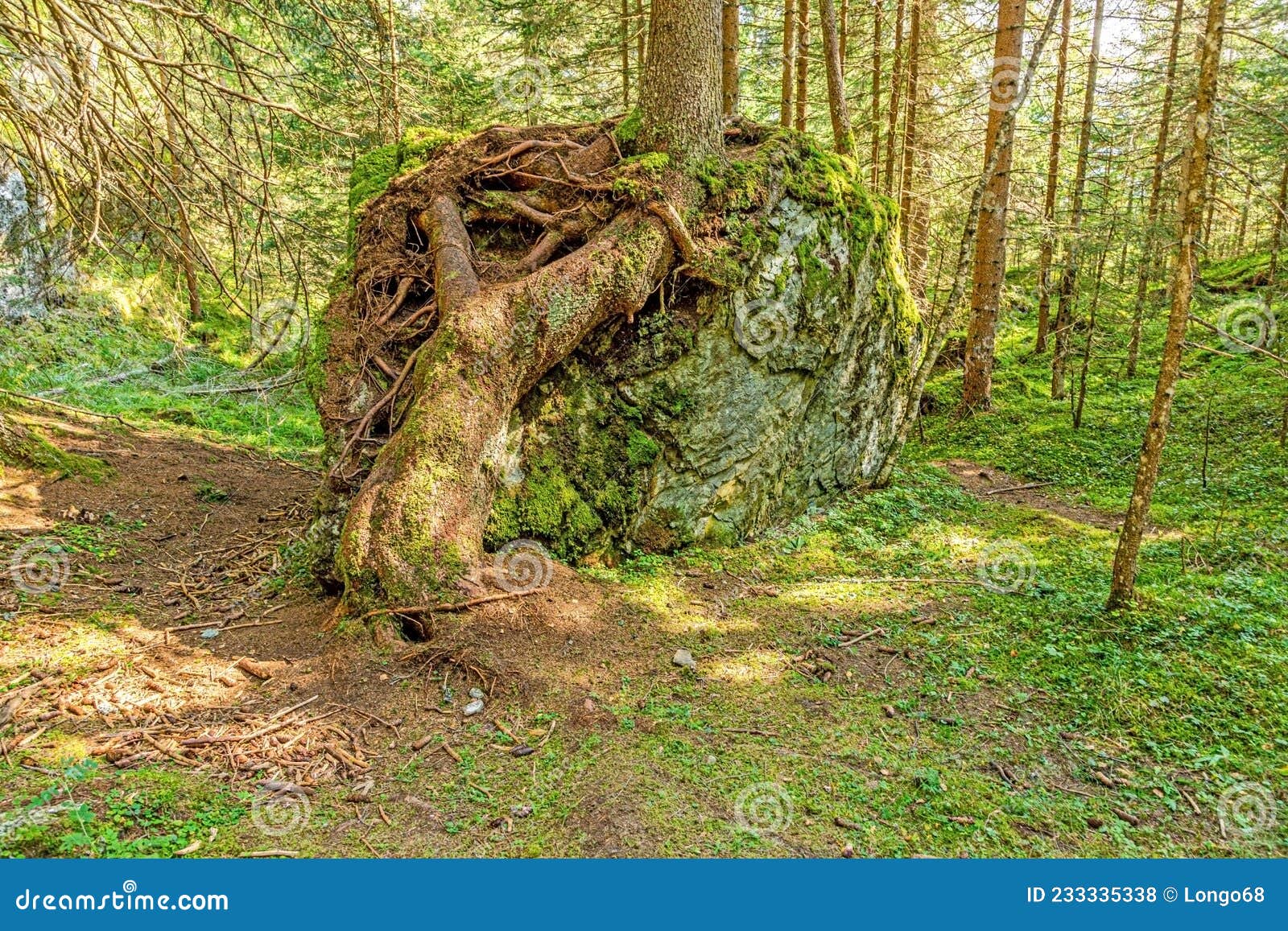 Image of a Tree Whose Roots Have Grown Imposingly Over a Large Rock ...