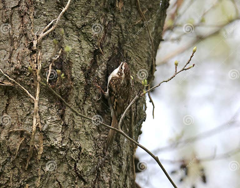 Tree Creeper Climbing a Tree Stock Photo - Image of birds, wild: 314847512