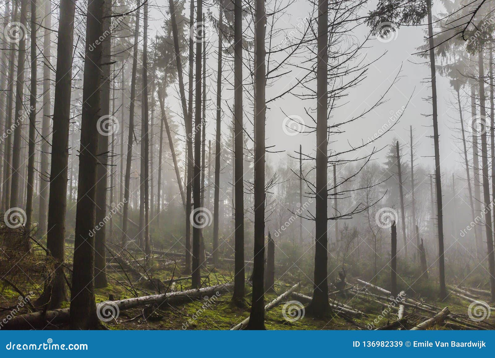 Image of Trees in the Forest after a Storm with Trunks and Branches on ...