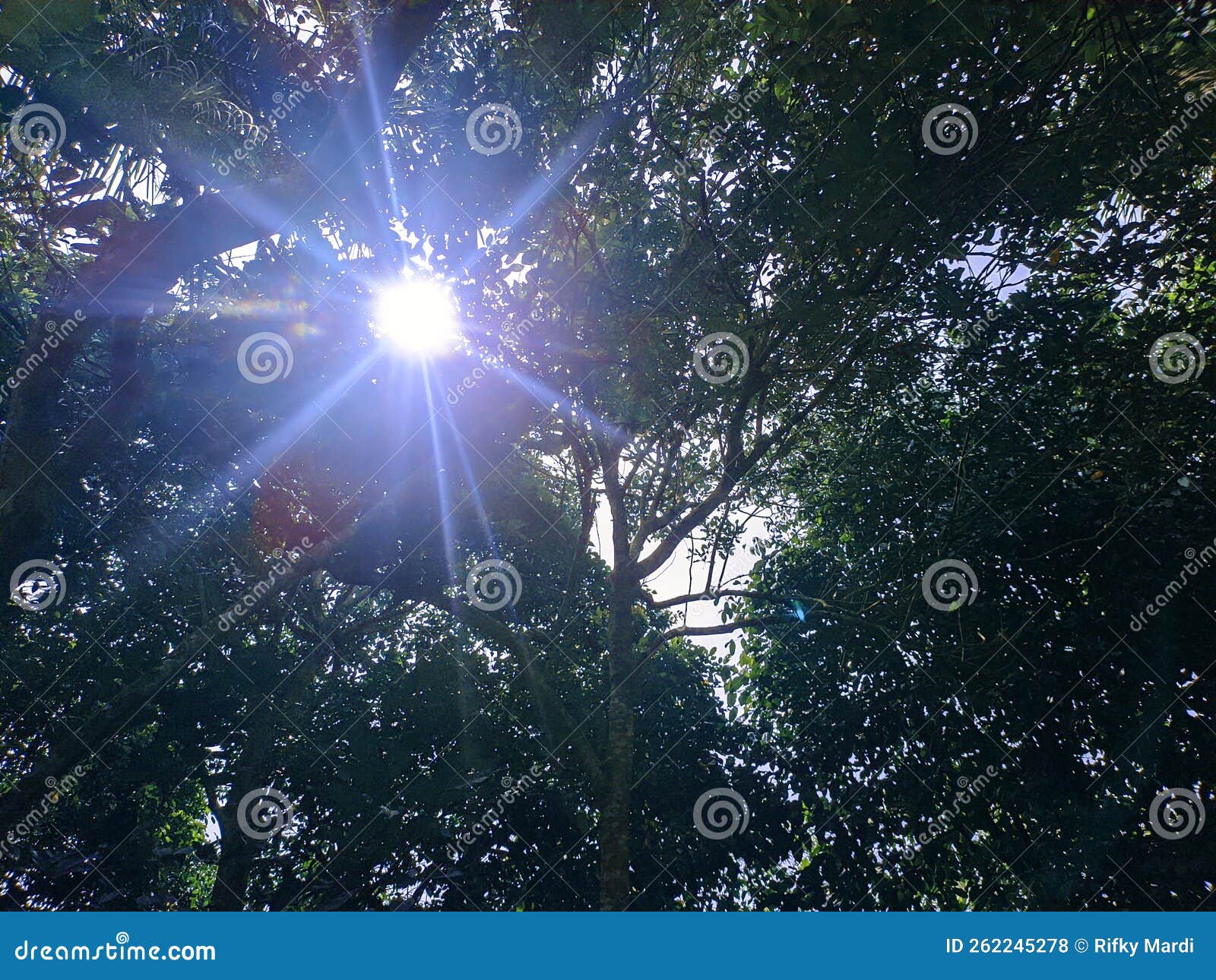 An Image of Trees Lit Up by the Sun Stock Photo - Image of light, green ...