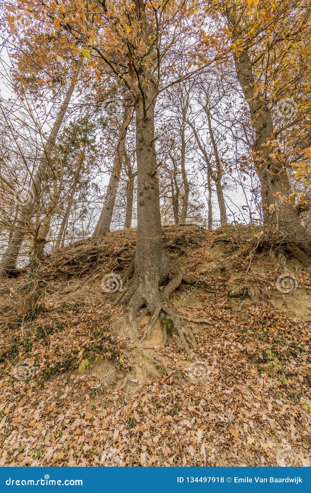 Image of Trees with Their Exposed Roots in the Middle of the Forest ...
