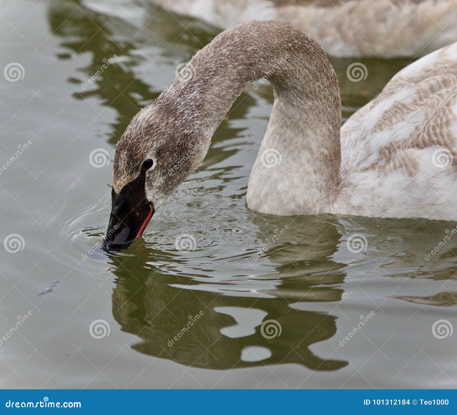 Image of a Trumpeter Swan Drinking Water from Lake Stock Photo - Image ...