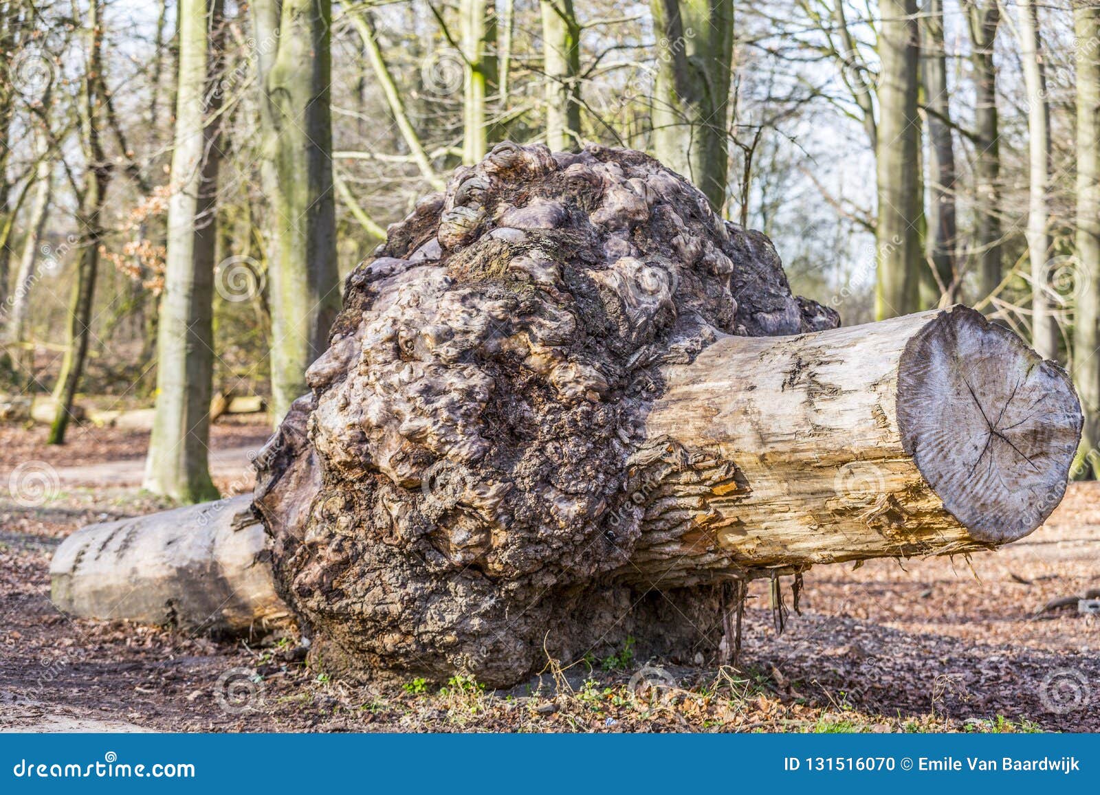 Image of the Trunk of a Fallen Tree with a Rare Shape Stock Photo ...