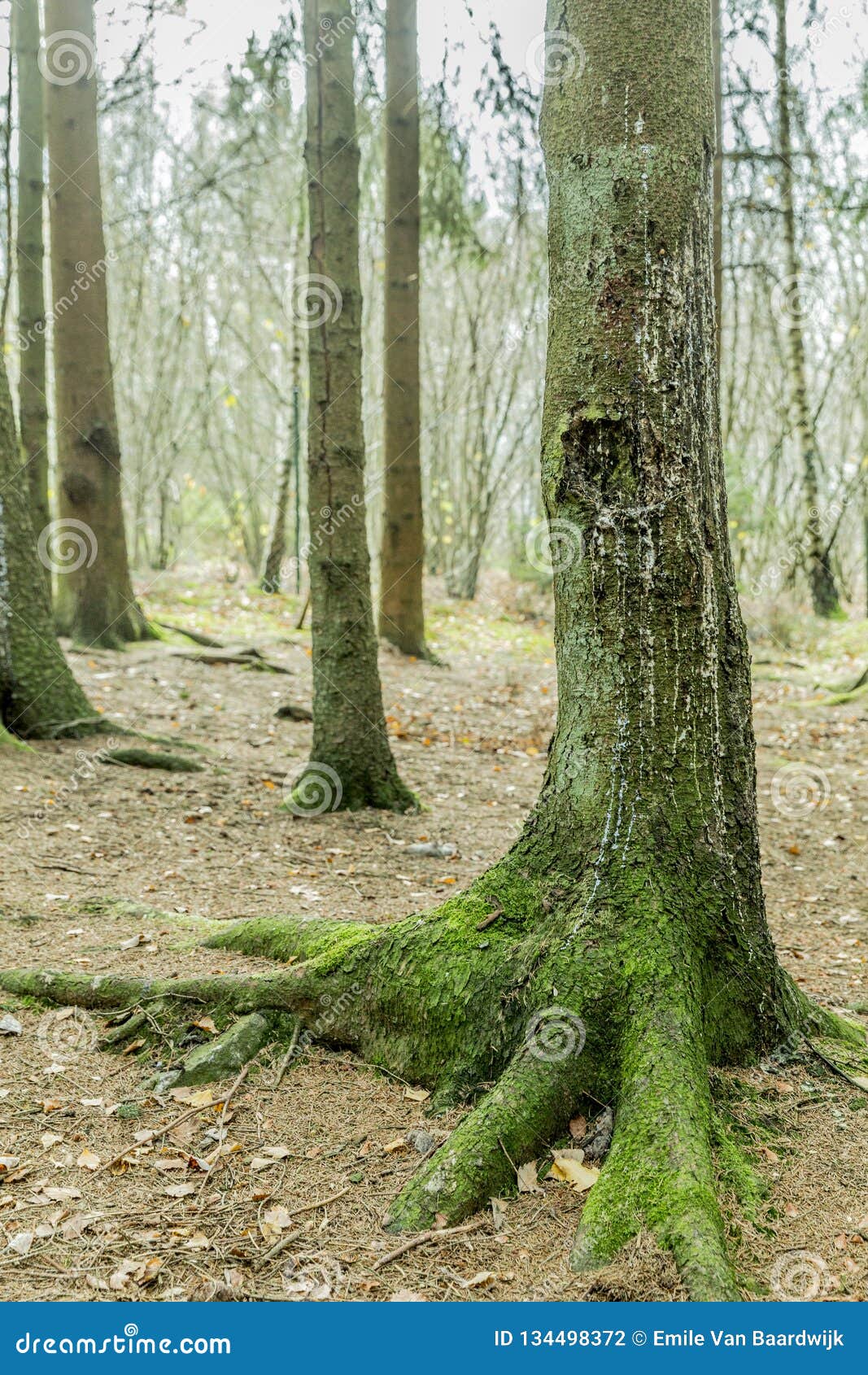 Image of a Trunk of a Tree with Its Green Trunk Stock Photo - Image of ...