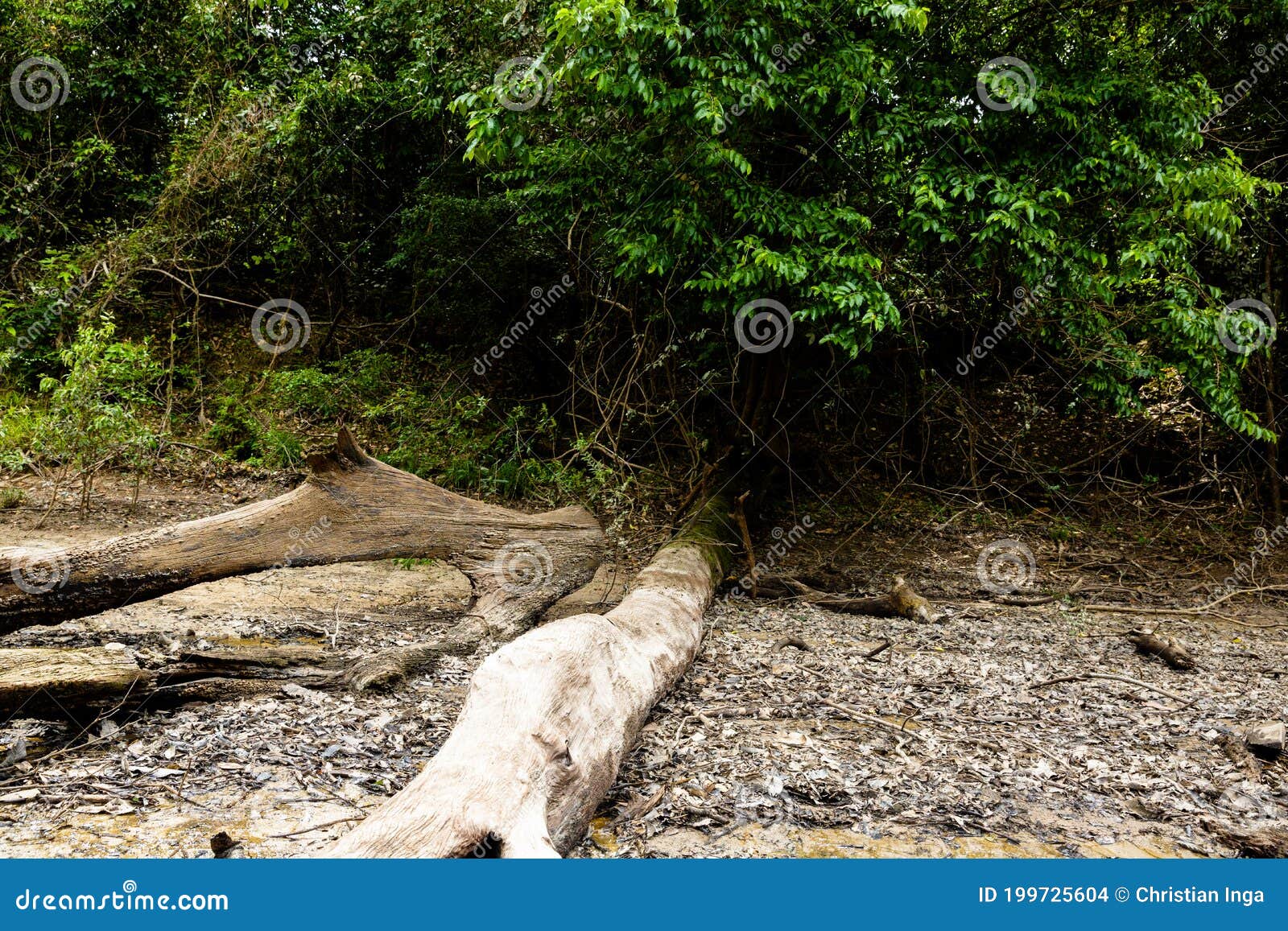 Image of Trunks in Riverbed in Amazon Jungle in Peruvian Forest. Stock ...