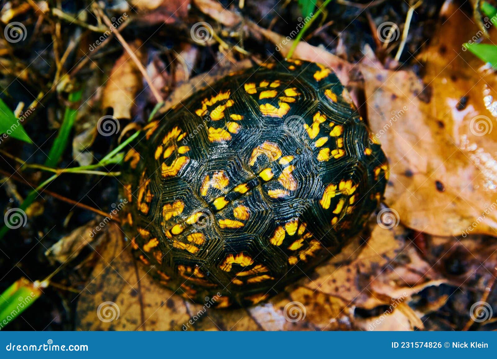 Turtle with Black and Yellow Shell Hiding on Fall Leaves Stock Photo ...