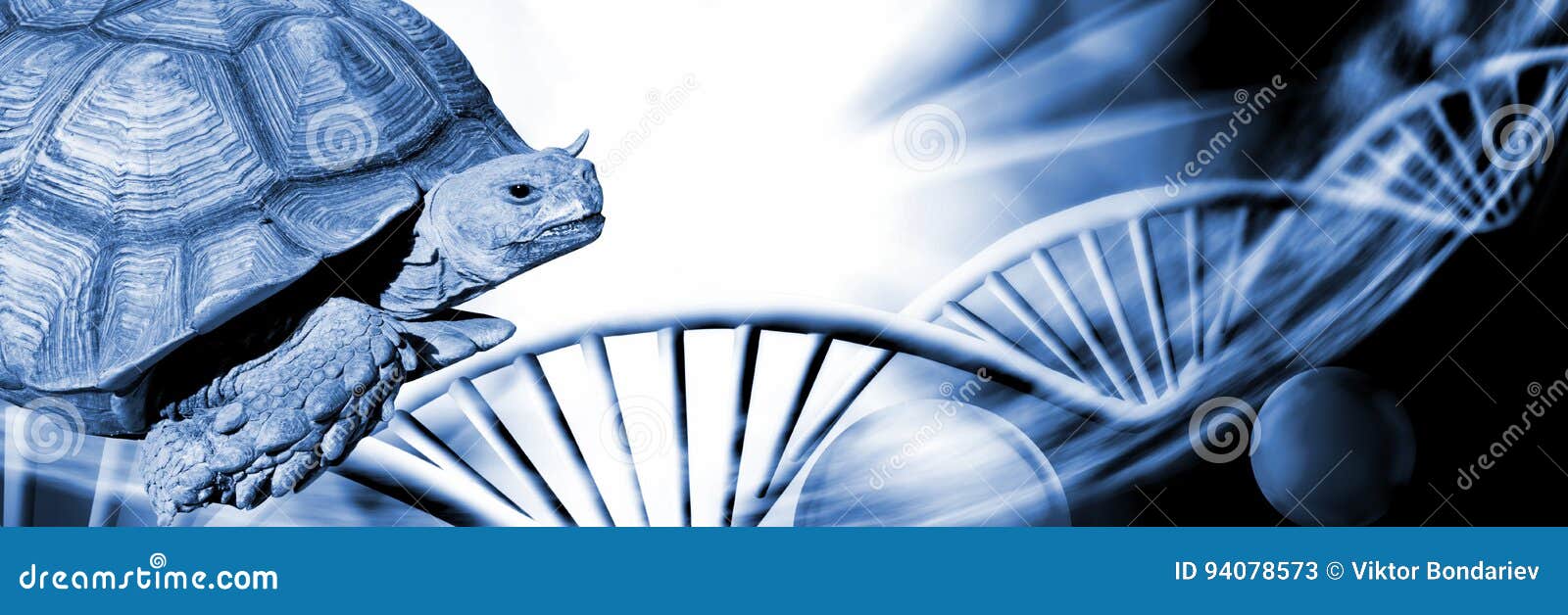 Image of Turtle on Chain of Dnk Background Close Up Stock Image - Image ...