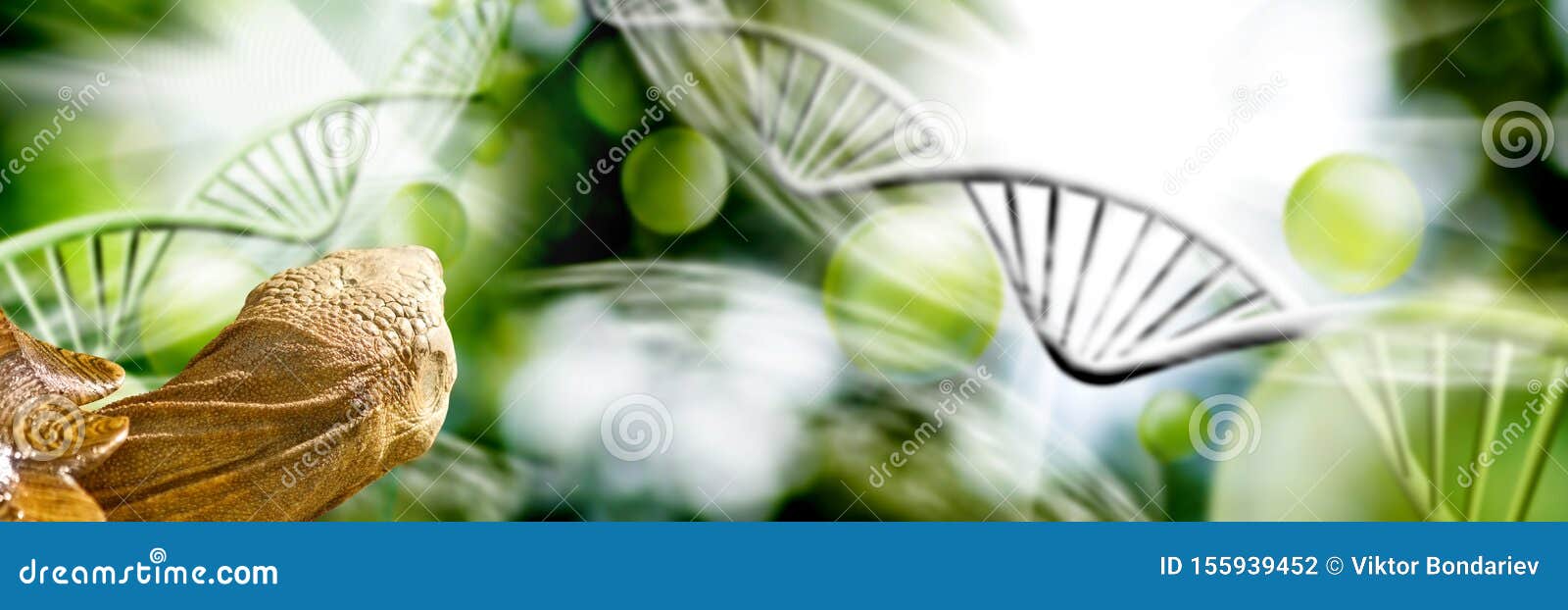 Image of Turtle on DNA Strand Background. Stock Photo - Image of health ...