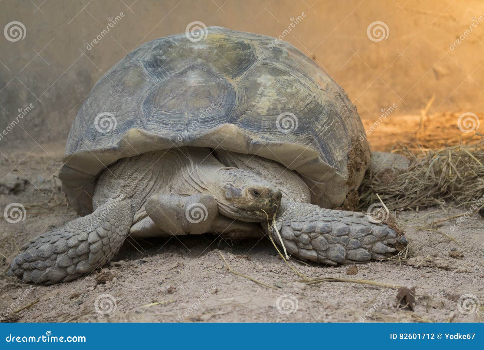 Image of a Turtle on the Ground. Stock Photo - Image of ground ...
