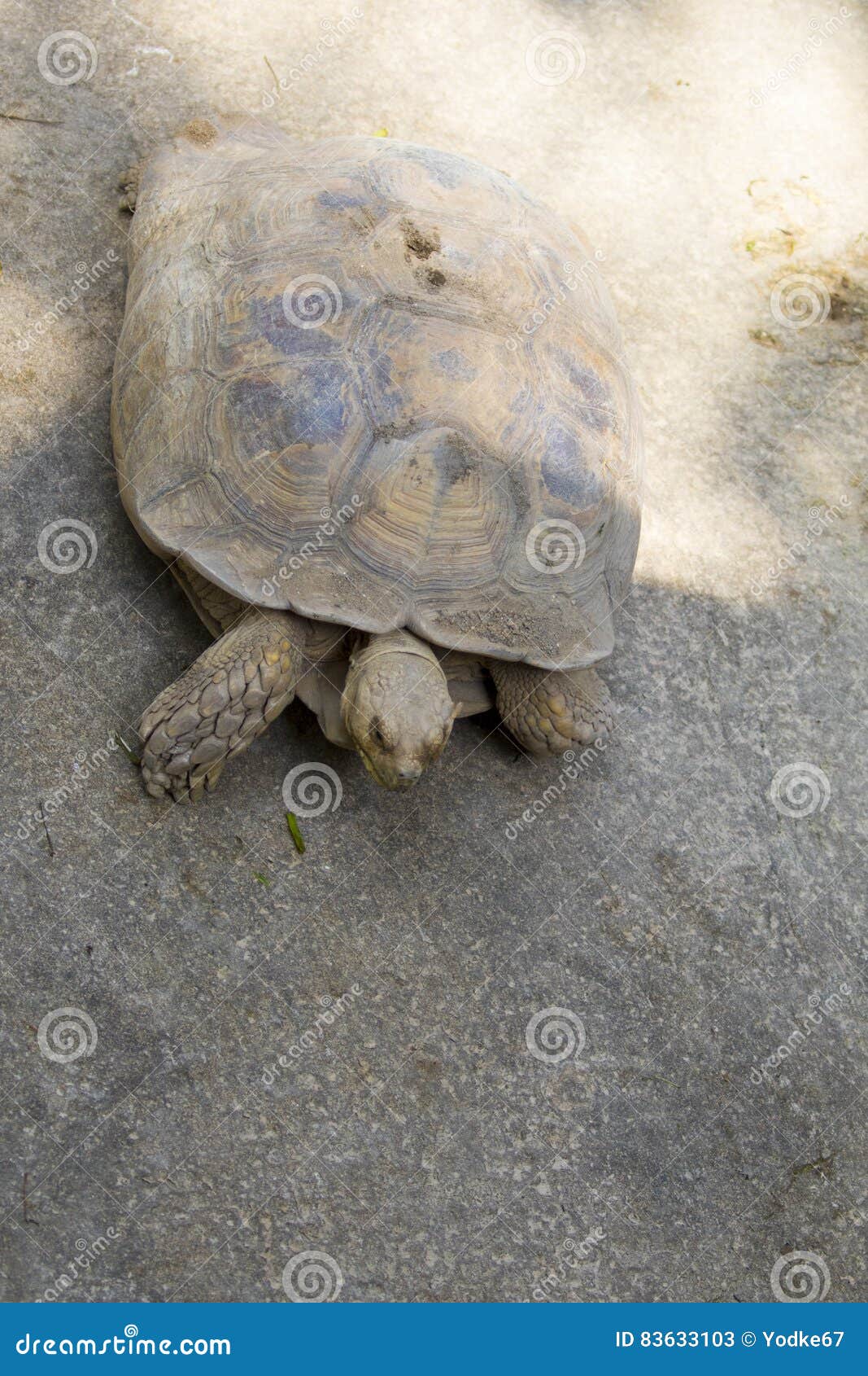Image of a Turtle on the Ground. Stock Image - Image of creature, head ...