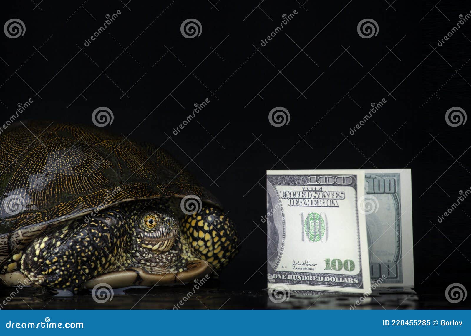Image of Turtle Money Dark Background Stock Image - Image of deposit ...