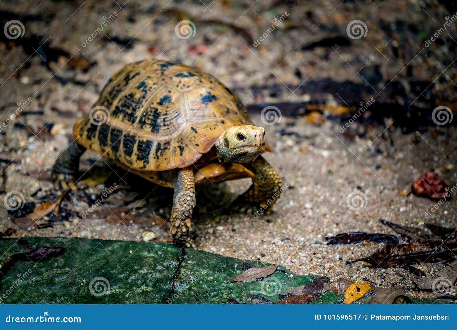 Turtle stock image. Image of marine, ground, reptile - 101596517