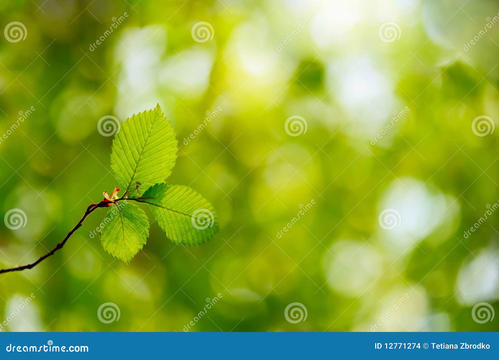 Image of twig stock photo. Image of sunlight, color, forest - 12771274