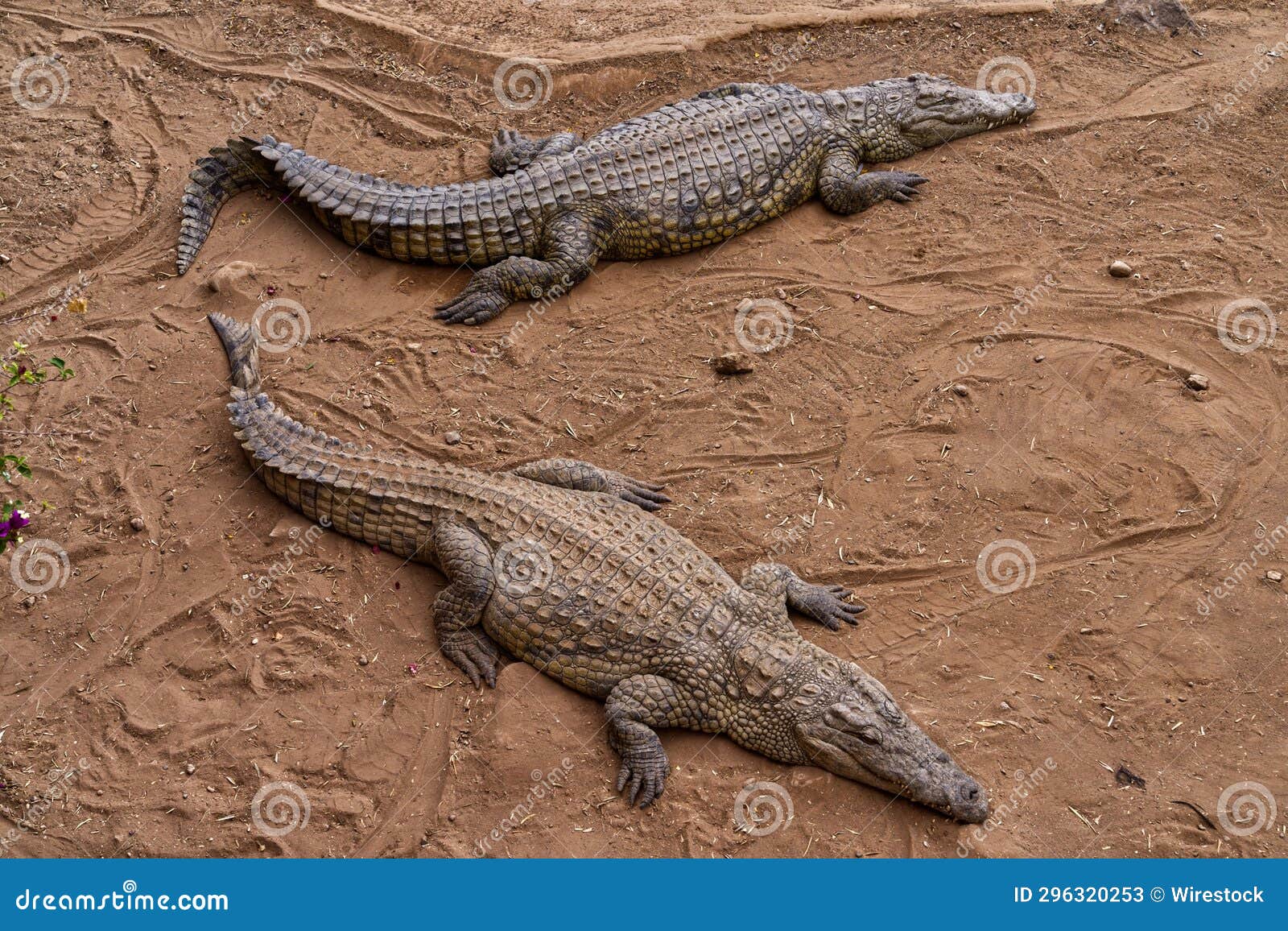 Image of Two Alligators Resting on a Muddy Ground Stock Image - Image ...