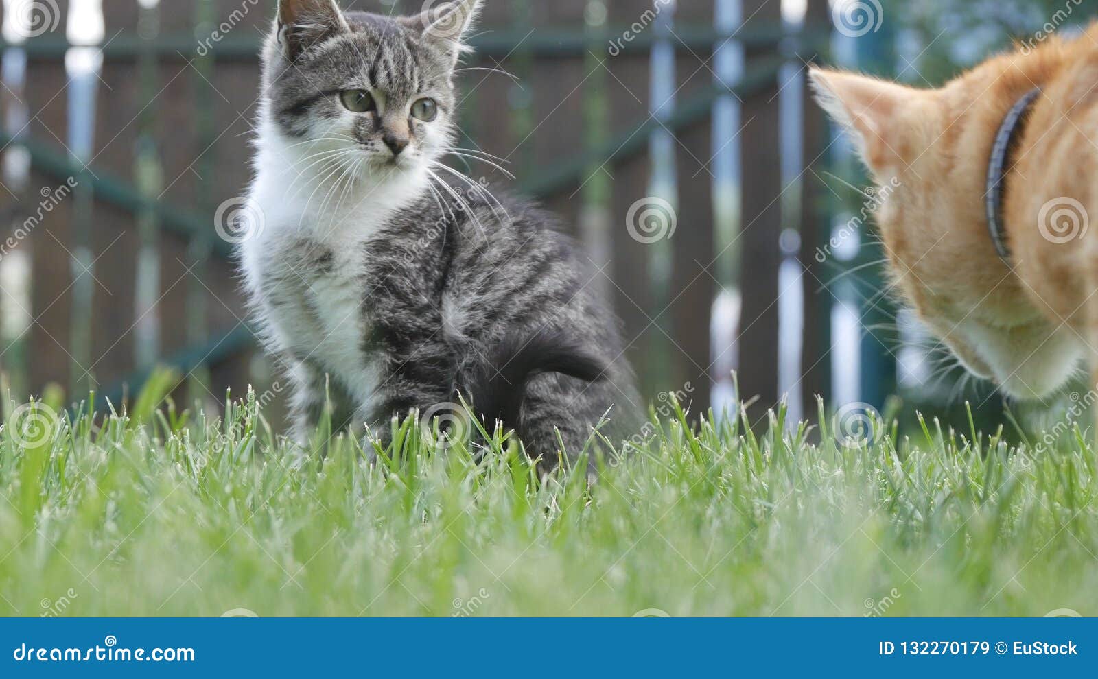 Two Beautiful Cats Playing in the Garden Stock Image - Image of nose ...