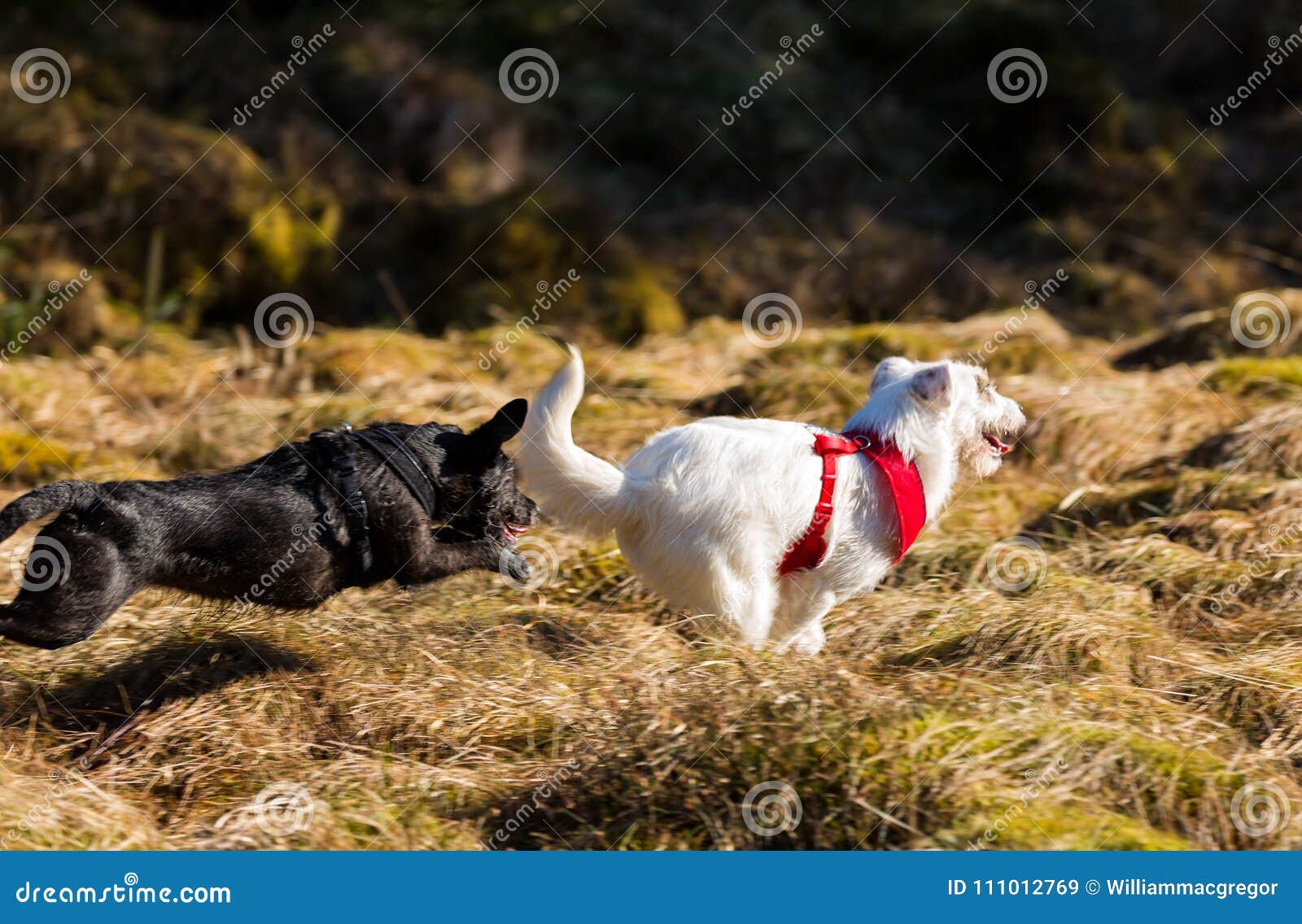 Two Dogs Running and Playing Stock Image - Image of outdoors, mammals ...