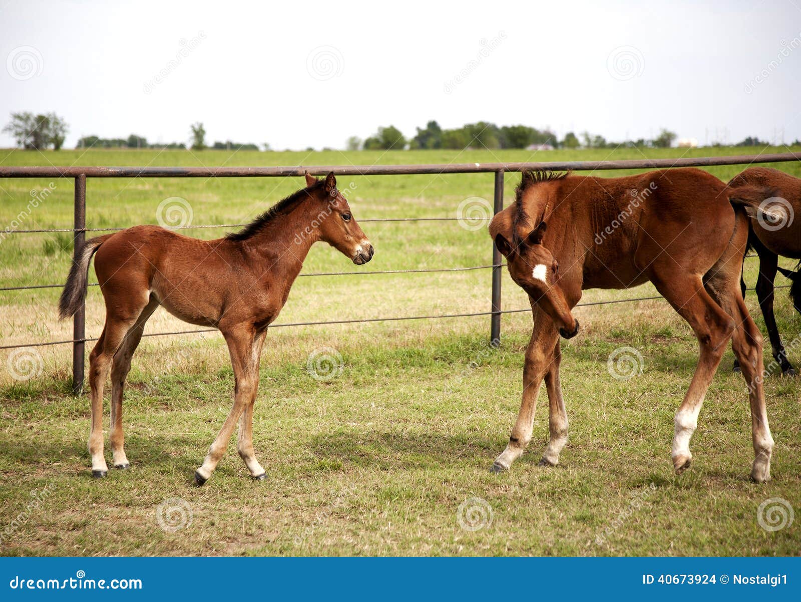 Image of Two Foals Grazing Playing on Green Meadow Stock Photo - Image ...
