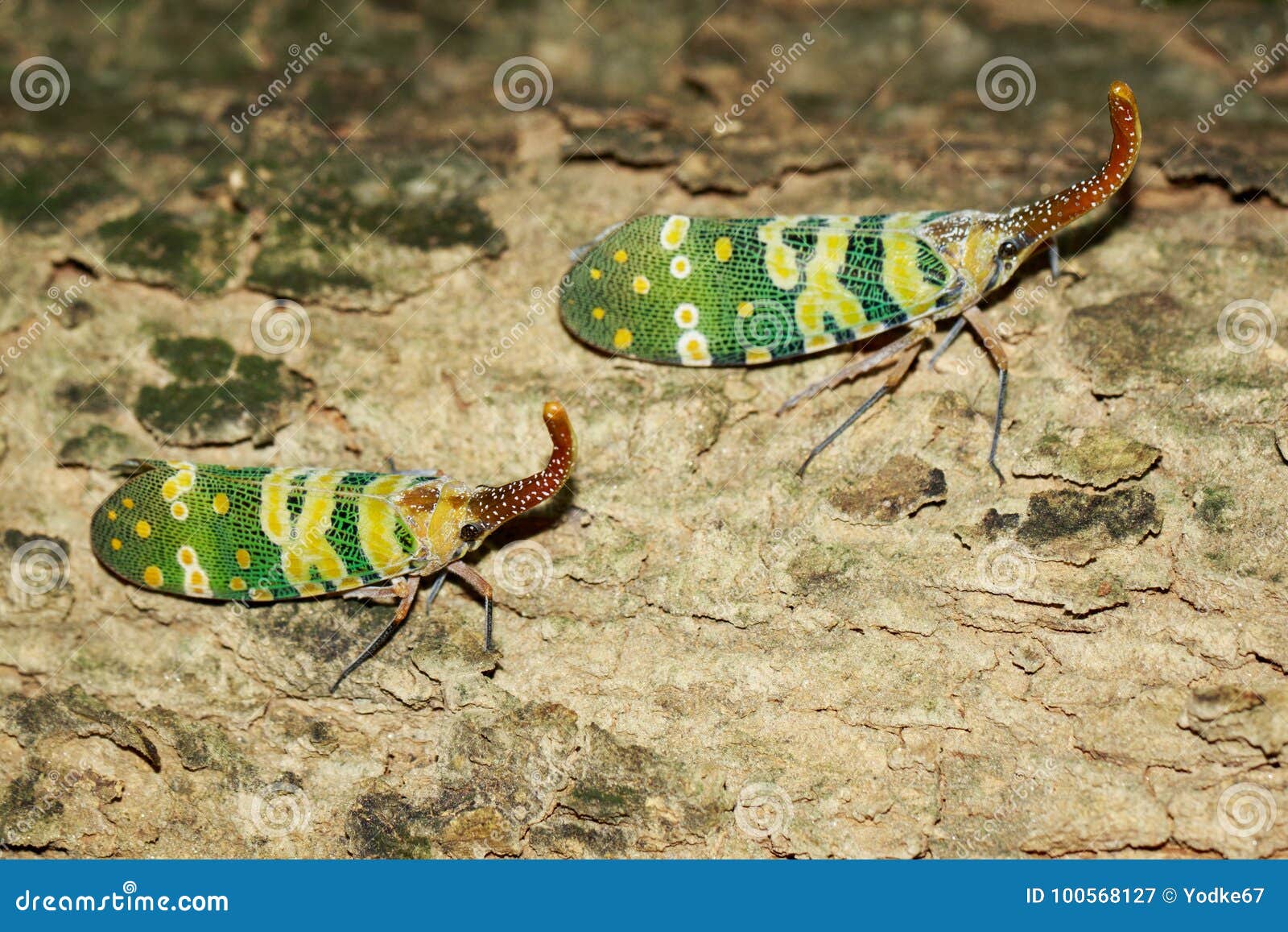Image of Two Fulgorid Bug or Lanternfly Pyrops Oculata Stock Image ...