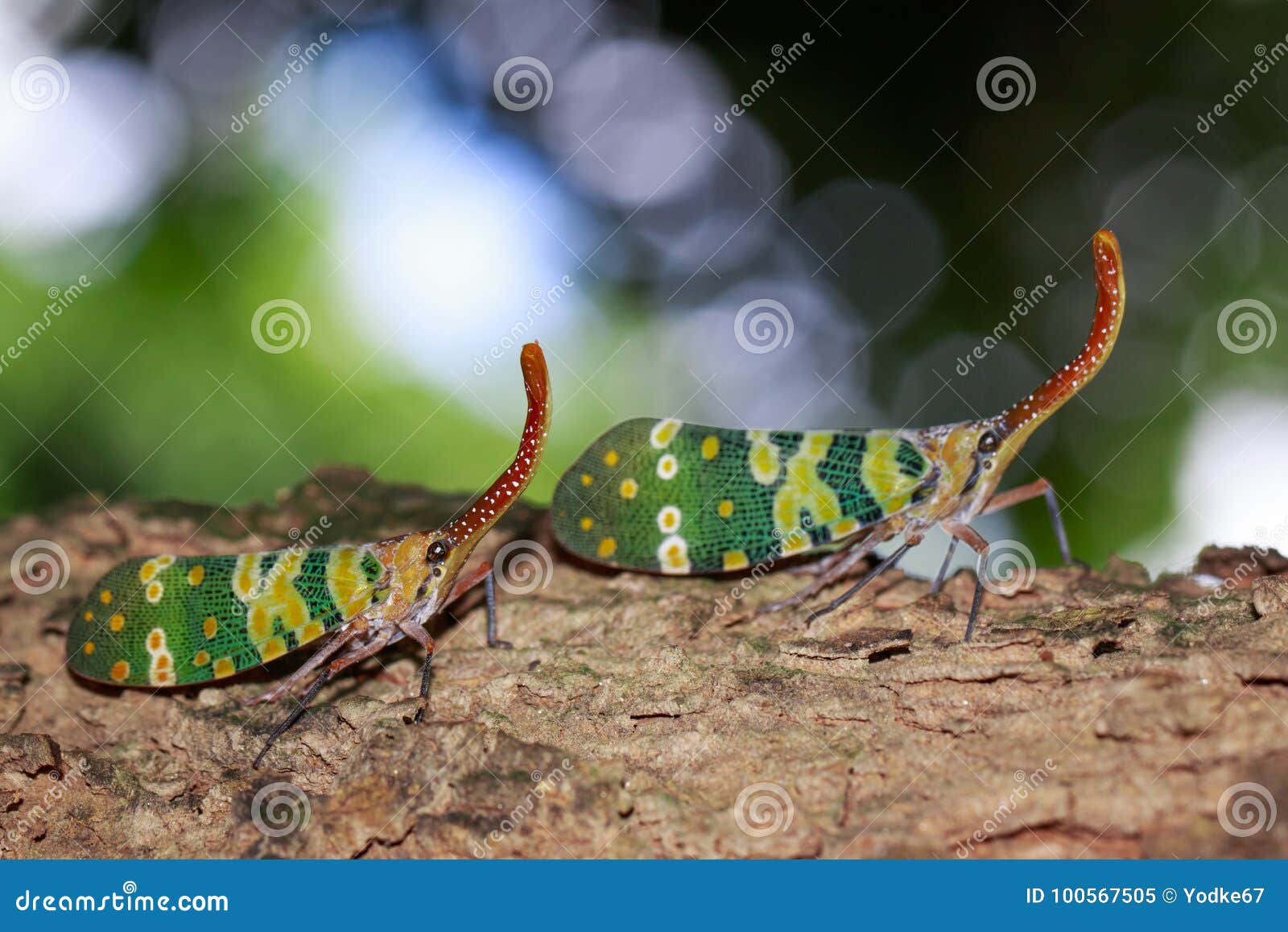 Image of Two Fulgorid Bug or Lanternfly Pyrops Oculata on Tree Stock ...