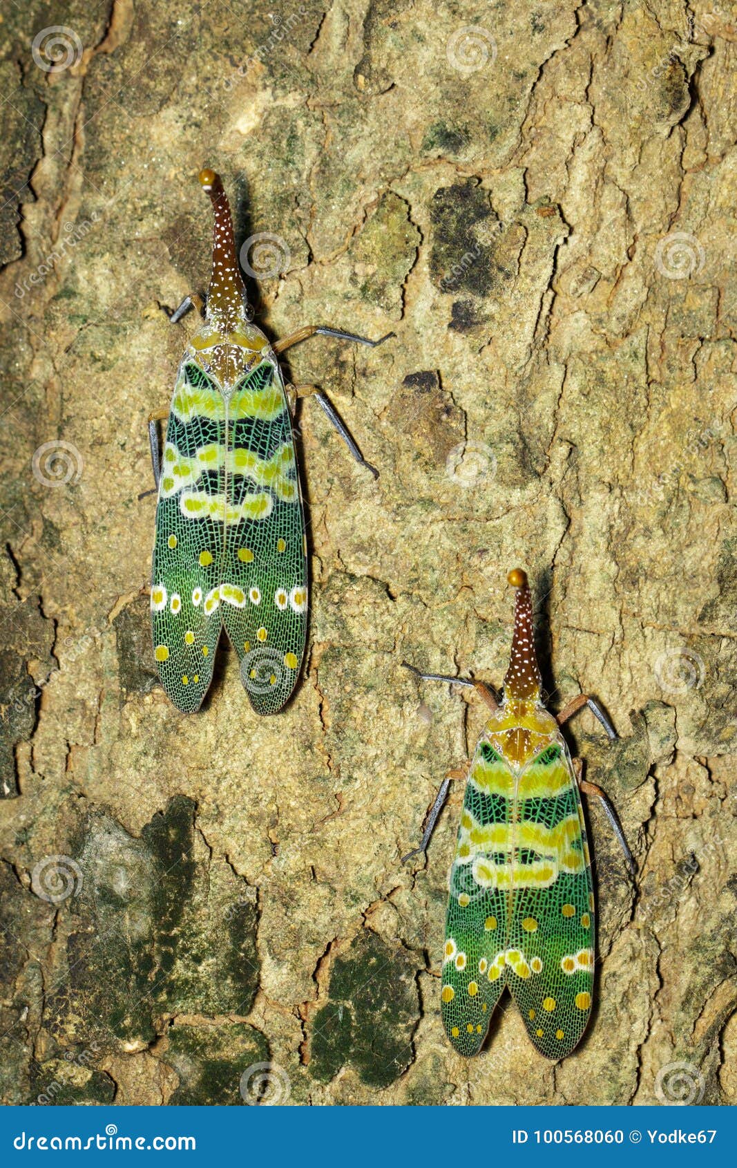 Image of Two Fulgorid Bug or Lanternfly Pyrops Oculata on Tree Stock ...