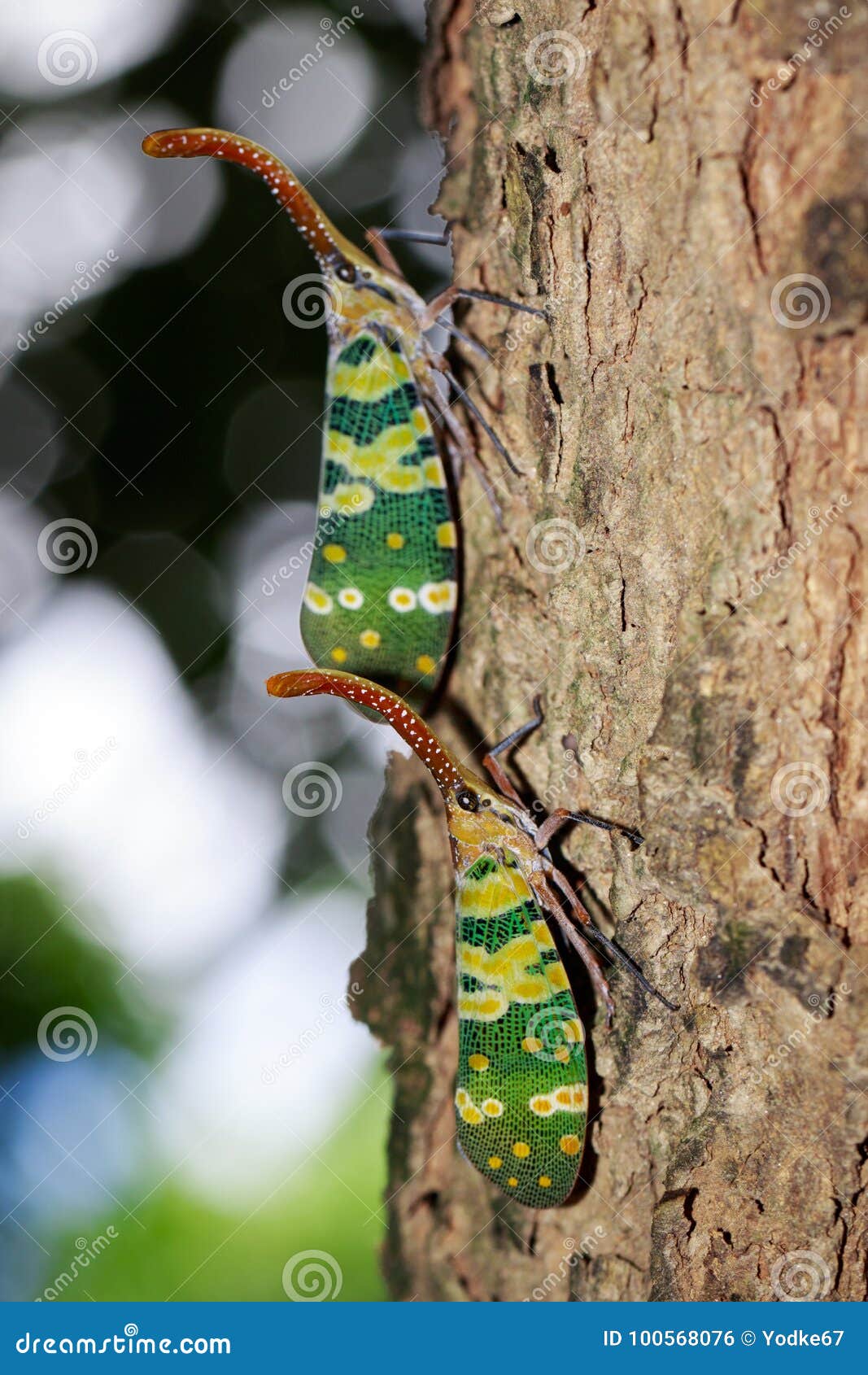 Image of Two Fulgorid Bug or Lanternfly Pyrops Oculata on Tree Stock ...