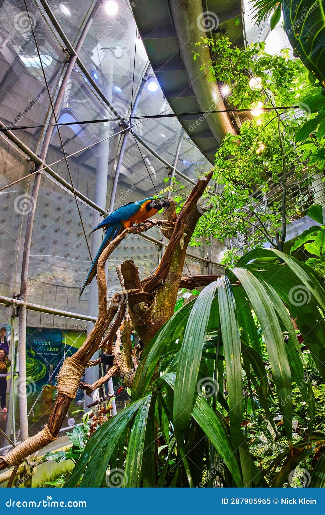 Two Macaws Inside Rainforest Biome Dome Standing on a Tall Perch ...