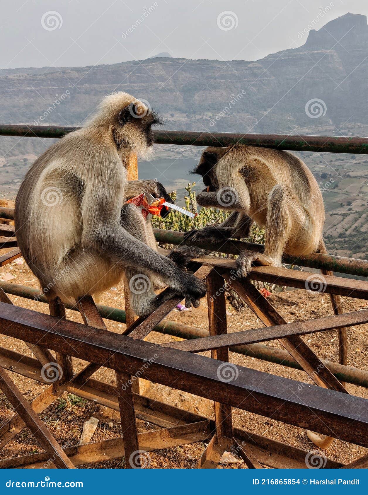 Two Monkey`s Eating Biscuits in Nature Stock Photo - Image of eating ...