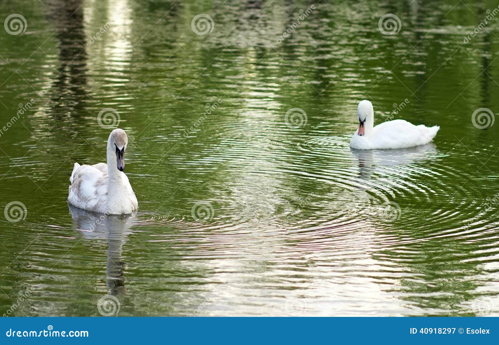 Image of two swans stock image. Image of gentle, ecology - 40918297