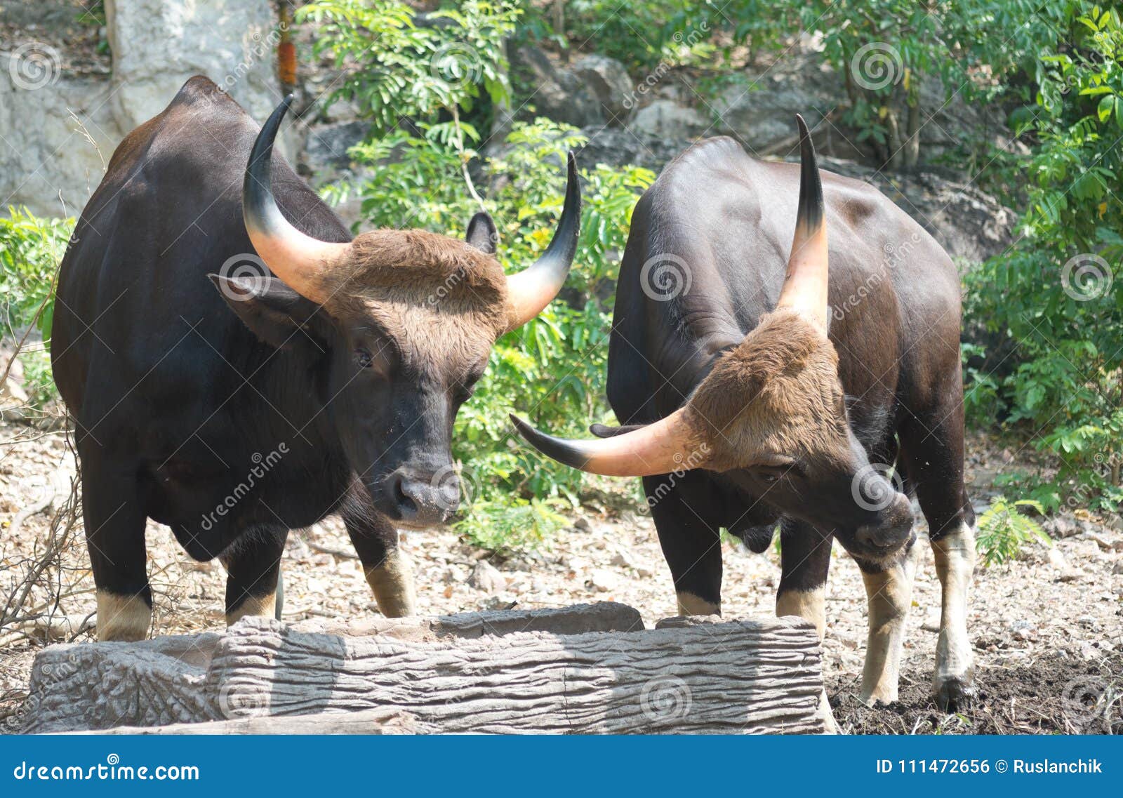 Two Thai bulls stock photo. Image of cultivate, culture - 111472656