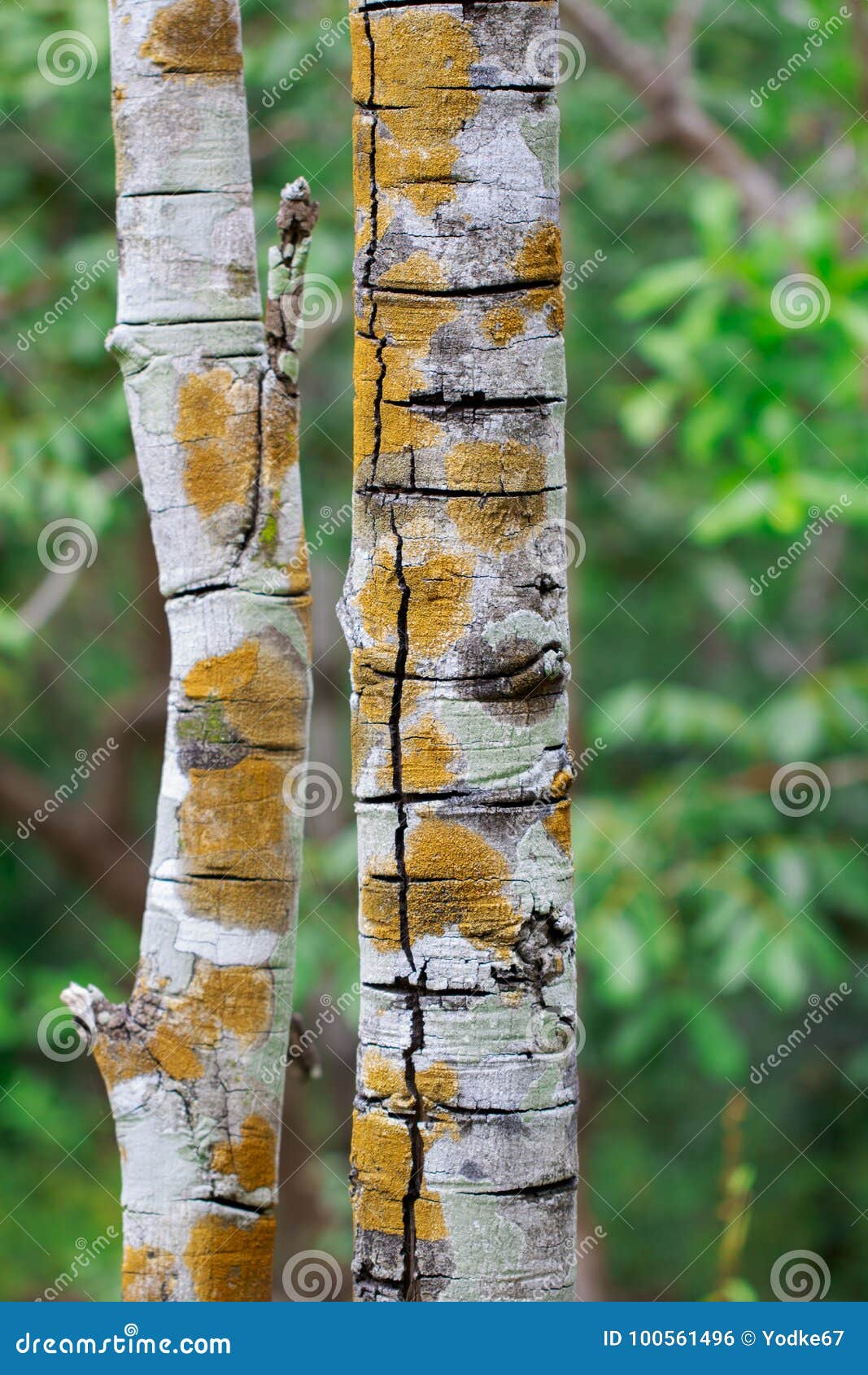 Image of Two trees. stock photo. Image of empty, outdoor - 100561496
