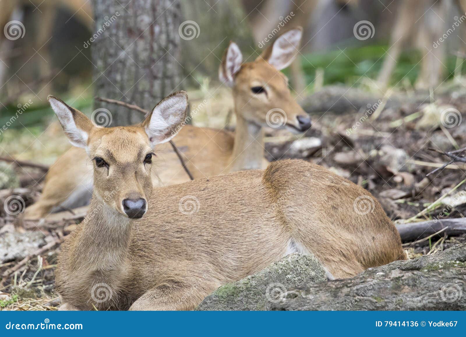 Image of Two Young Sambar Deer Relax. Stock Photo - Image of cervidae ...